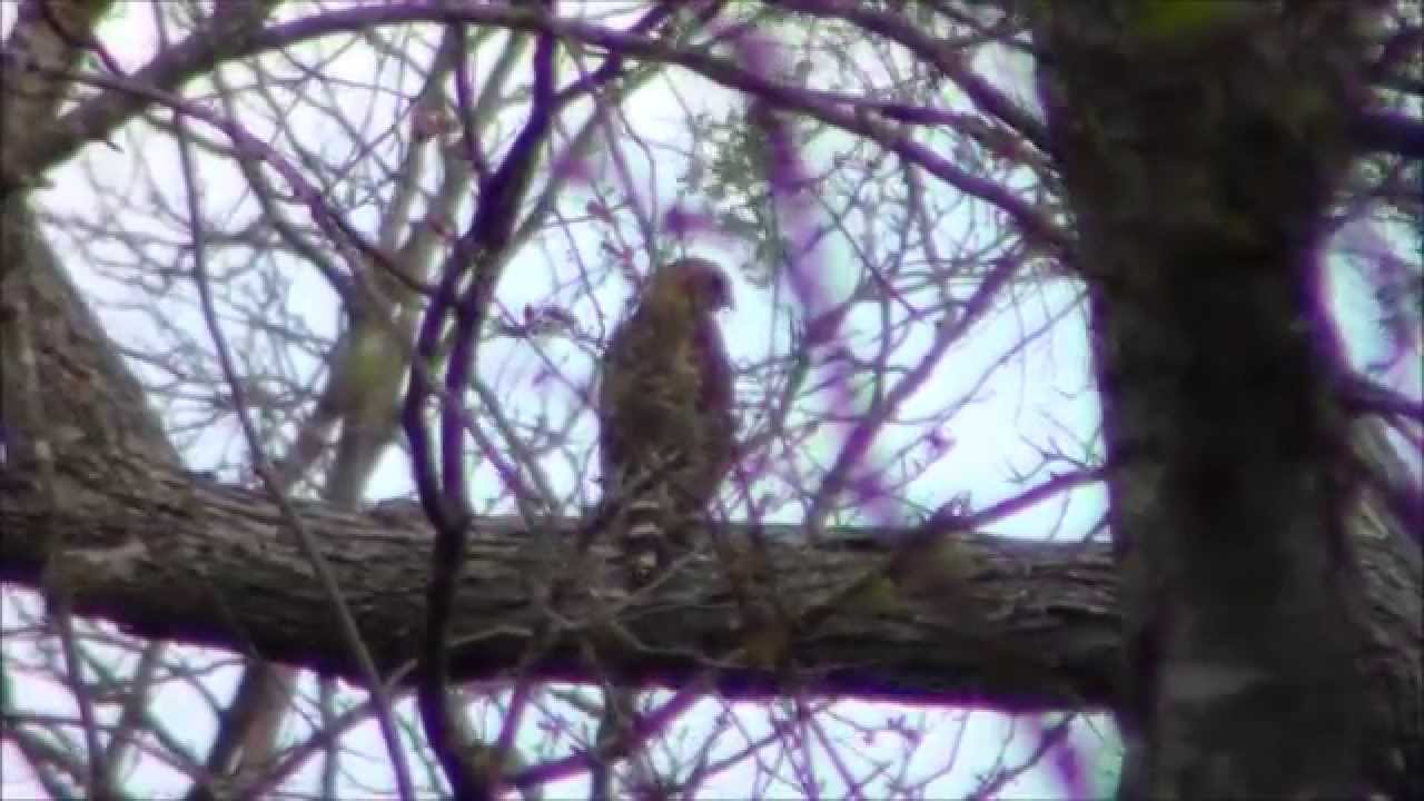 Texas Hawk Stalk Prey Below - YouTube