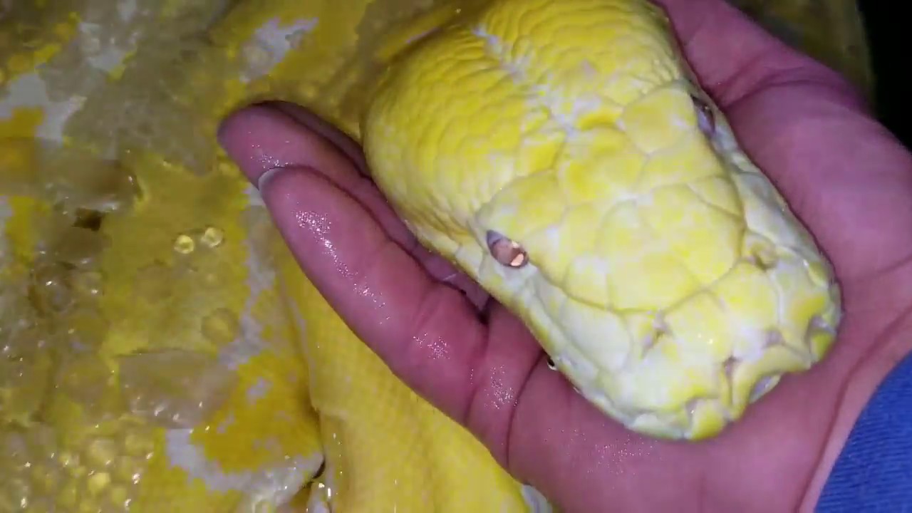 Reticulated Python Zulu - YouTube