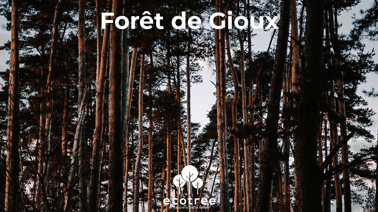 Gioux, la jolie forêt Creusoise - YouTube