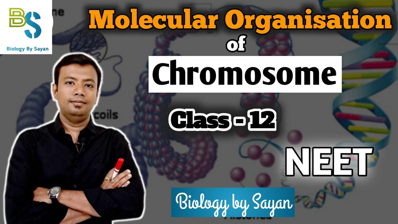 Molecular organisation of Chromosomes, Molecular Biology, Class 12 ...
