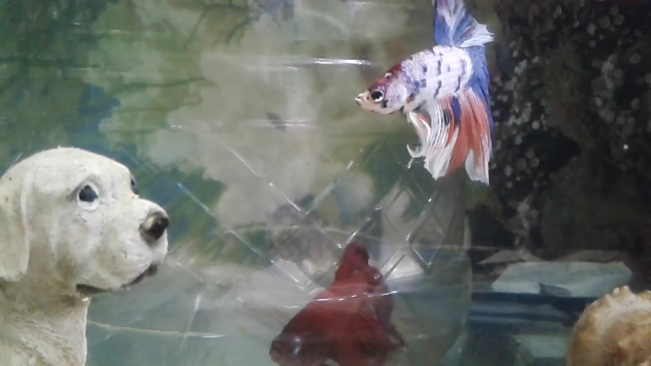 Beautiful Betta Fighter Fish | Halfmoon koi Betta Fish | Aquarium ...