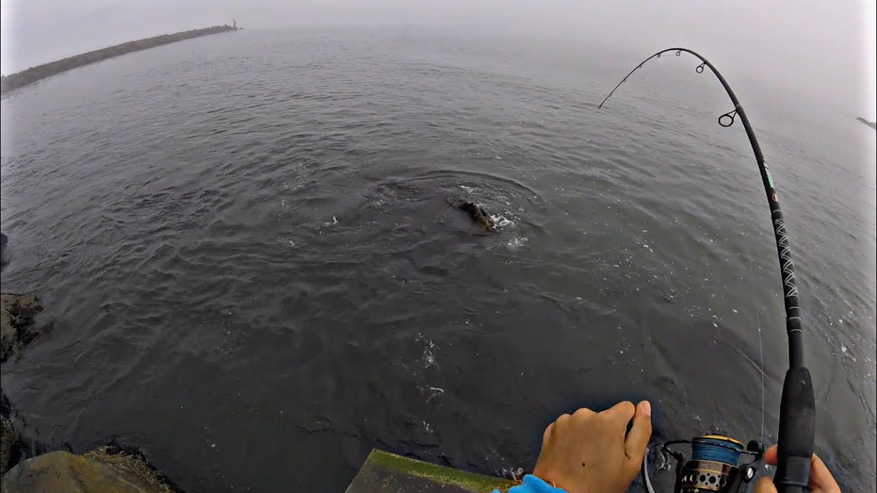 Tautog, Flounder, Black Sea Bass, Bergall // NJ Summer Fishing (MULTI ...