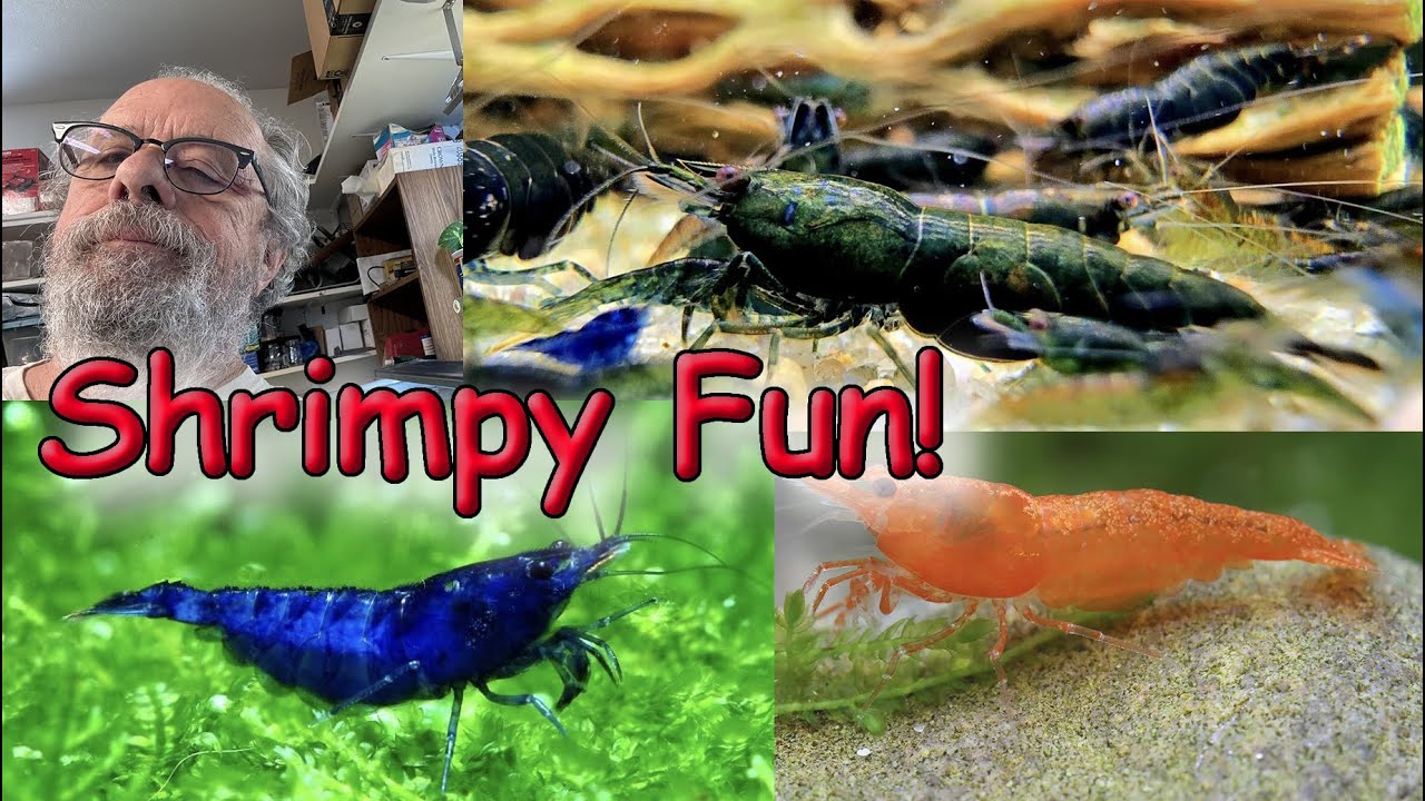 Shrimpy Fun - YouTube