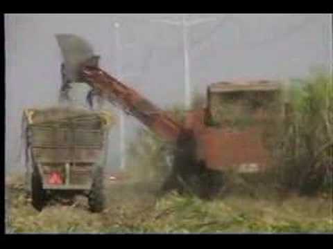 2 Row Sugar Cane Combine - YouTube