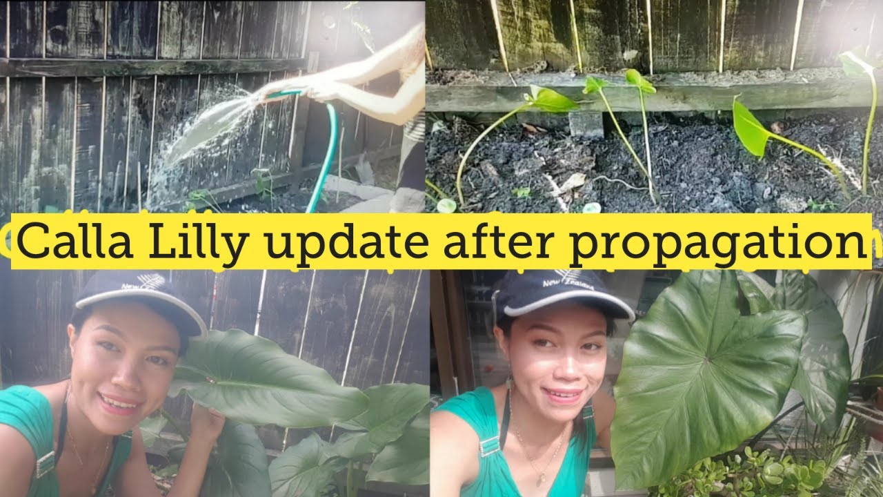 how to propagate and care calla lily | tips to suceed in propagating ...