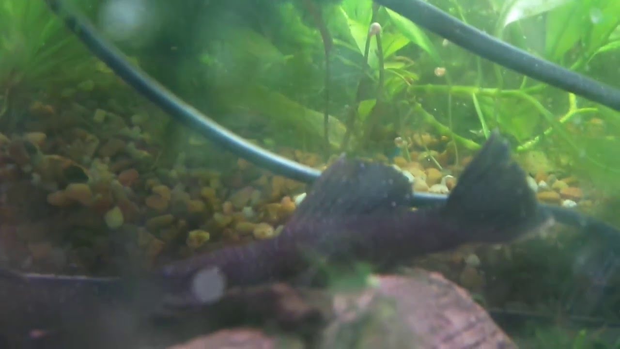 huge peppermint bristlenose pair in my tropical aquarium - YouTube
