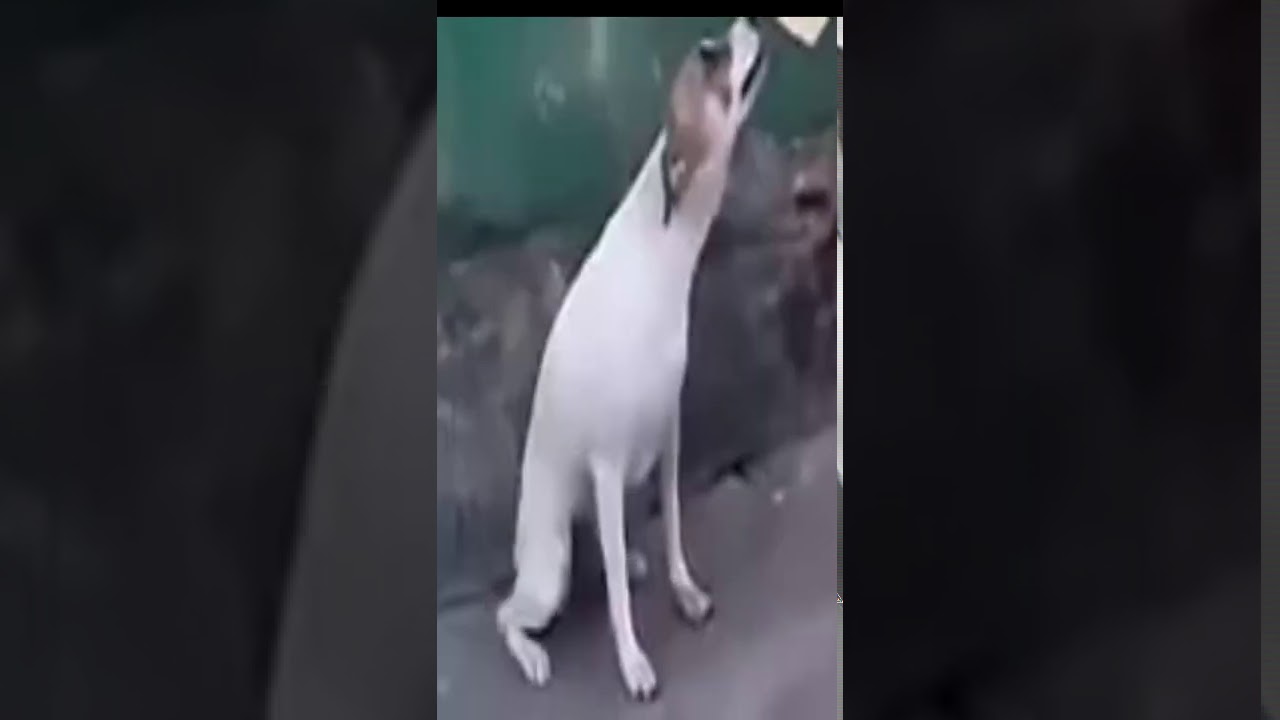 ¡EL BAILE DEL PERRITO! - YouTube