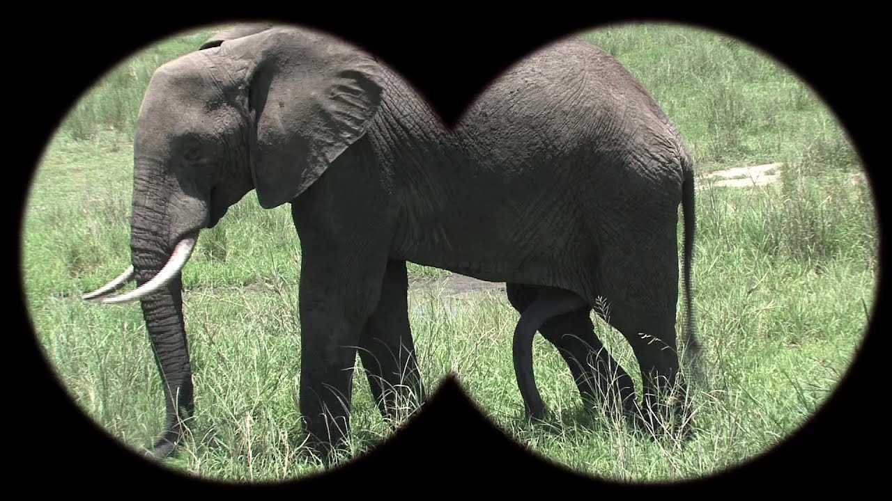The Five-Legged Elephant - YouTube