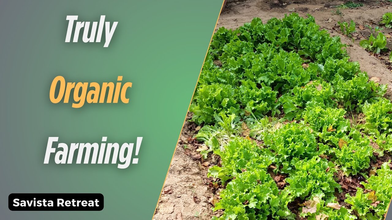 Savista's Organic Farming Secrets & Ancient Techniques - YouTube
