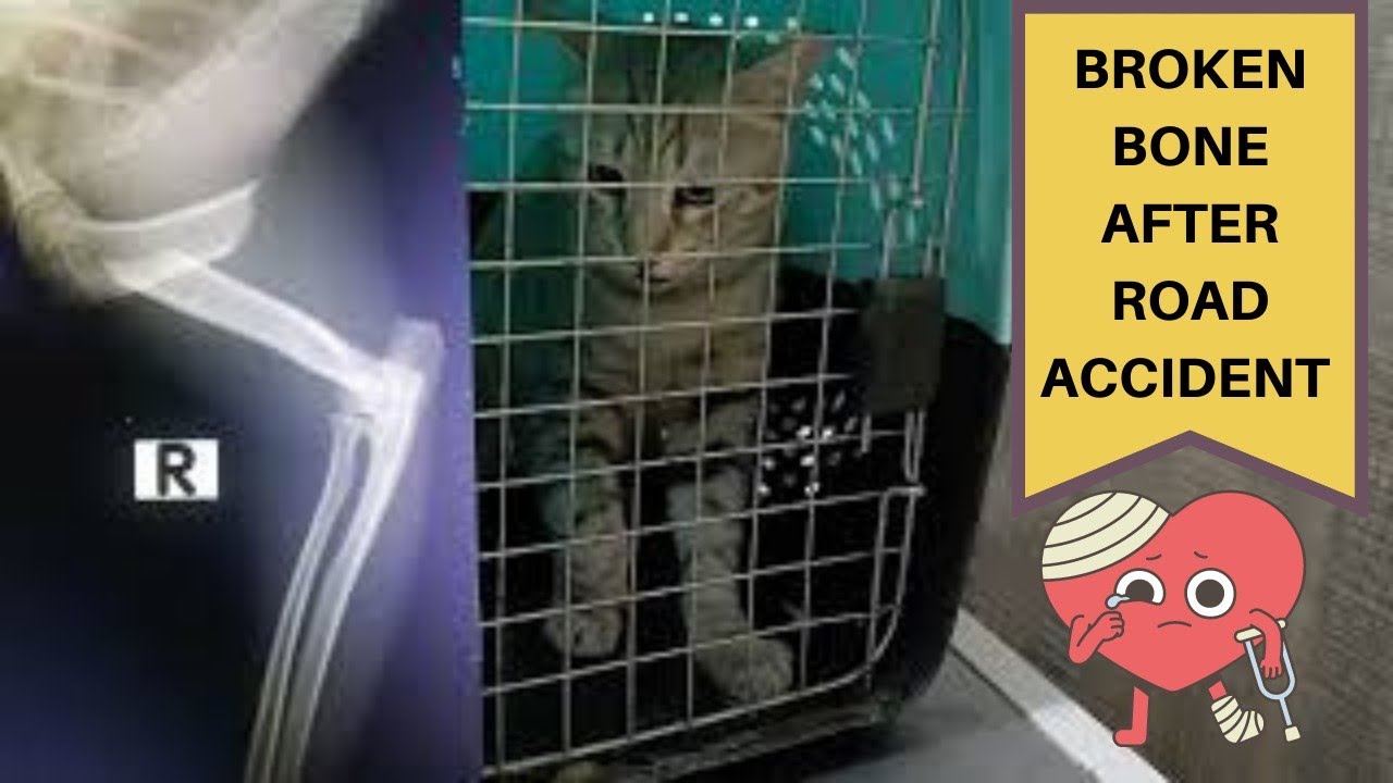 Humerus Fracture repair in cat | Orthopedic surgery in cats by Aliyan ...