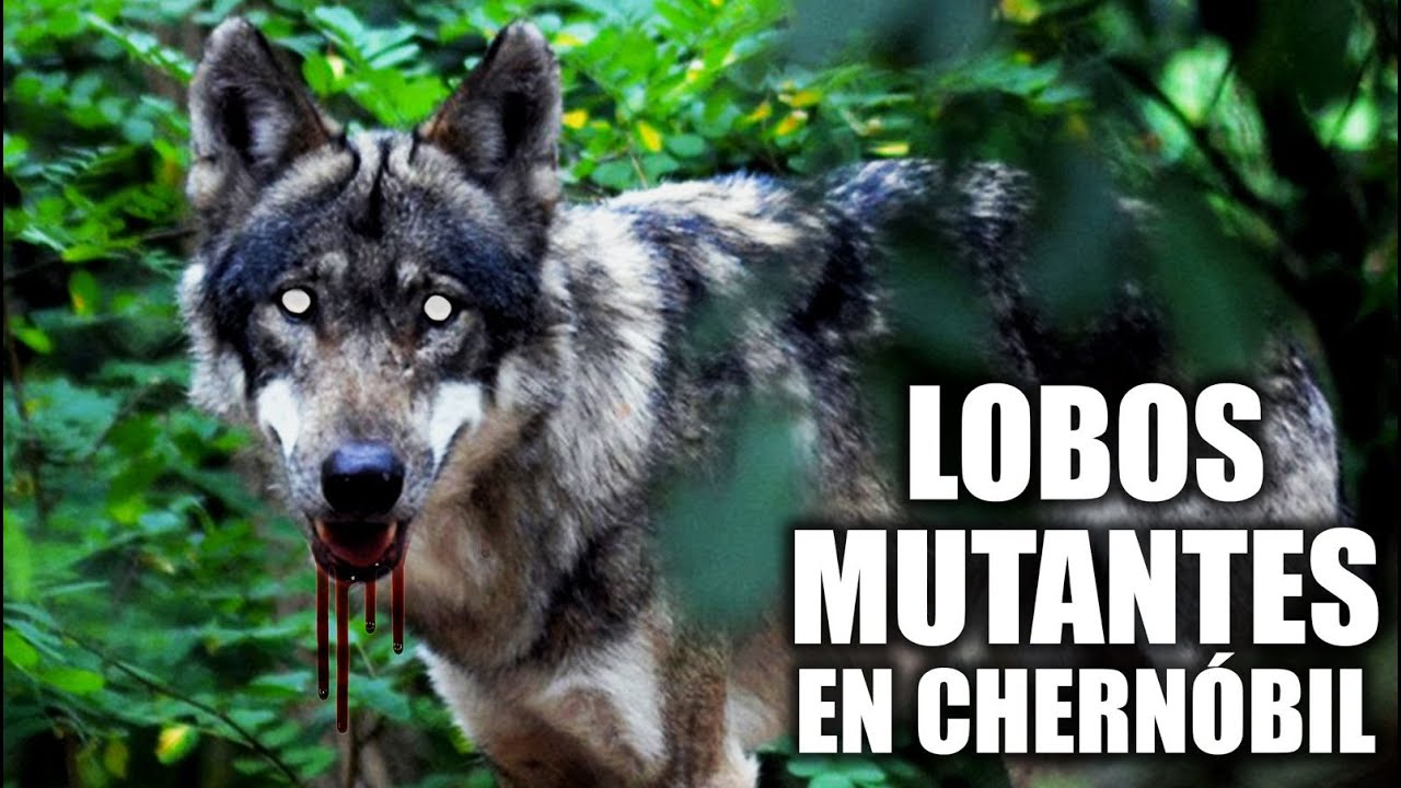 Descubren LOBOS MUTANTES en CHERNÓBIL - YouTube