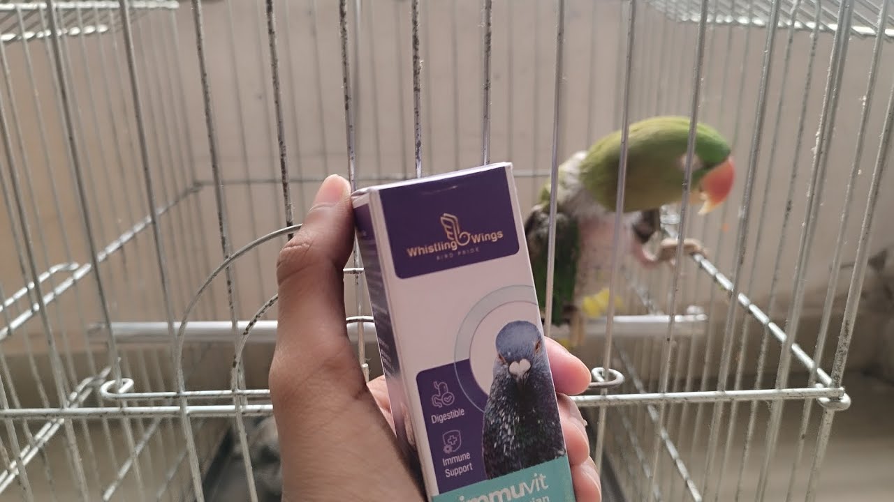 Parrot hair falls medicine // parrot plucking her hair 🦜 , hair fall ...