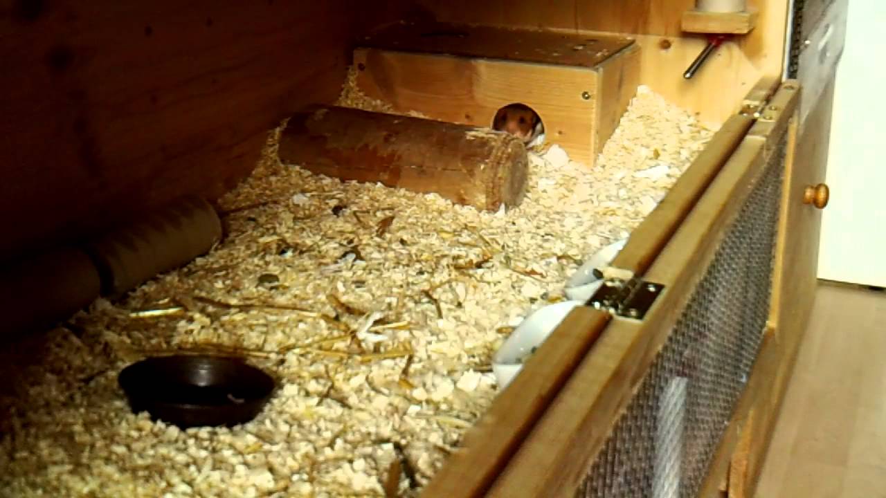 Goldhamster mit Babys - YouTube