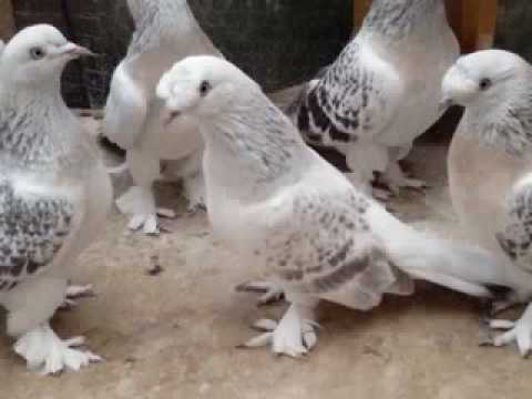 World famous Kurdish Pigeons - Taklaci Güvercin Mardin Kürt