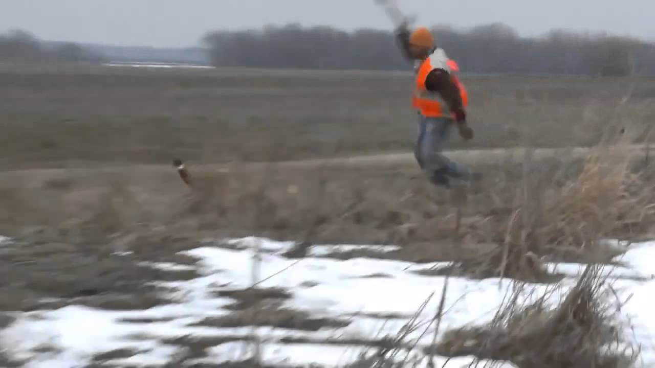 Hunter Throws His Bow At a Pheasant He Shot With An Arrow - YouTube