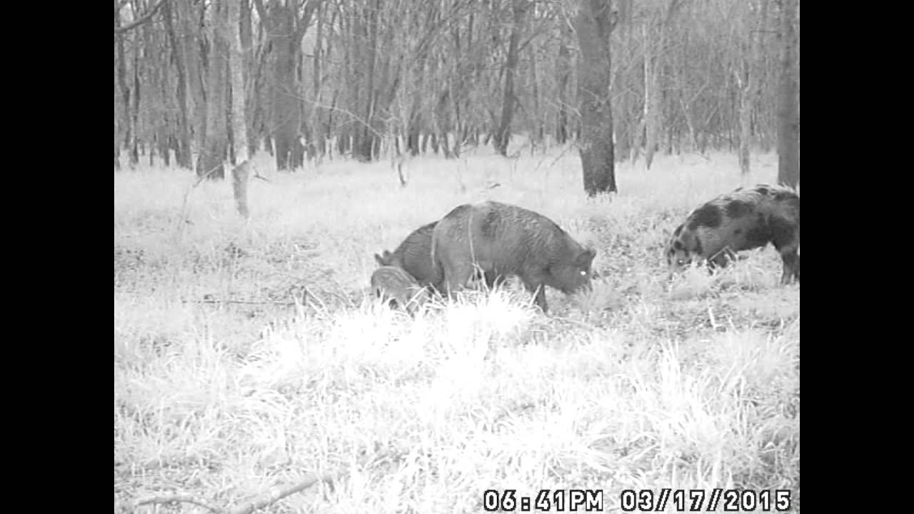 PIG SLAYER INC - YouTube