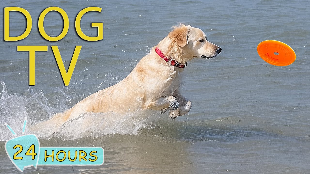 DOG TV: Best Video for Dogs to Watch to Prevent Boredom When Home Alone ...