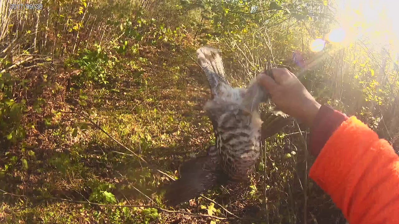 Partridge Hunting in Canada - The Most Entertaining Hunting Video in ...