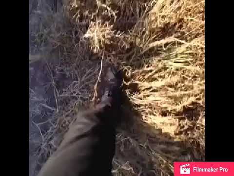 Warrior Cats as Vines - YouTube