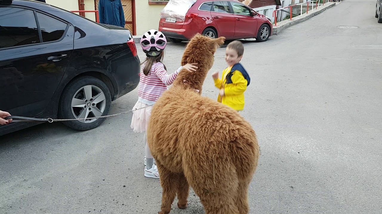 Alpaca & kids - YouTube