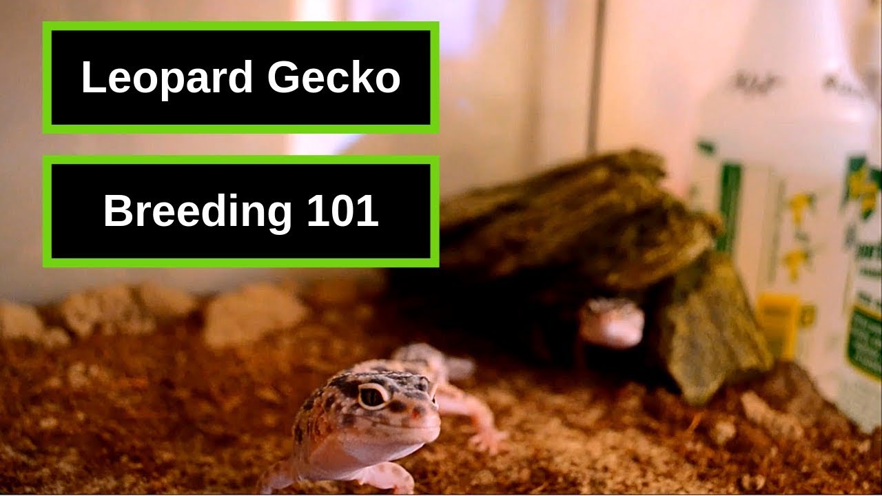 Leopard Gecko Breeding 101 | We've Got Eggs! - YouTube