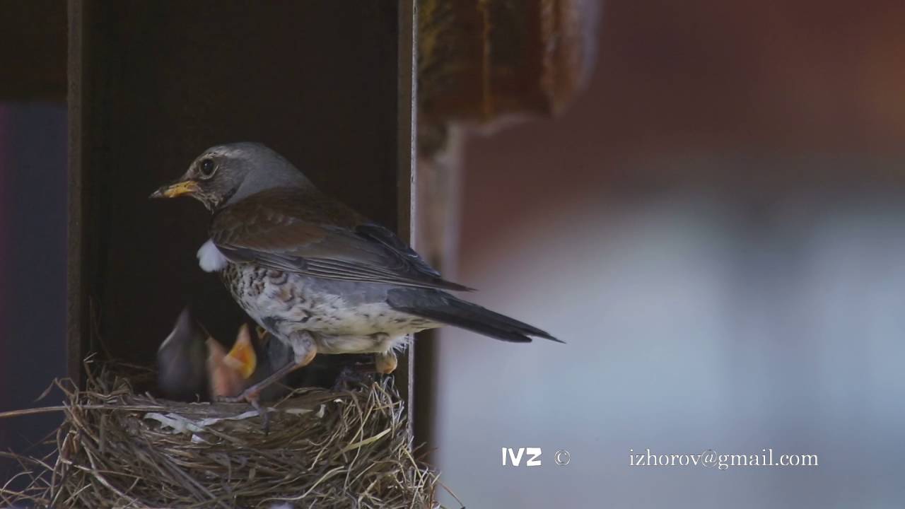 Female Fieldfare on the nest - YouTube