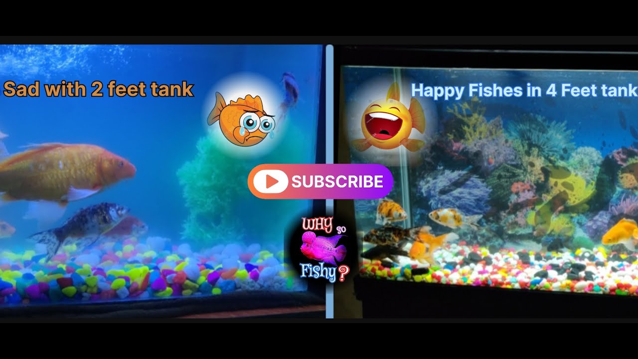 Fishes moved from Two feet tank to 4 feet tank | Happy Fishes | Koi ...