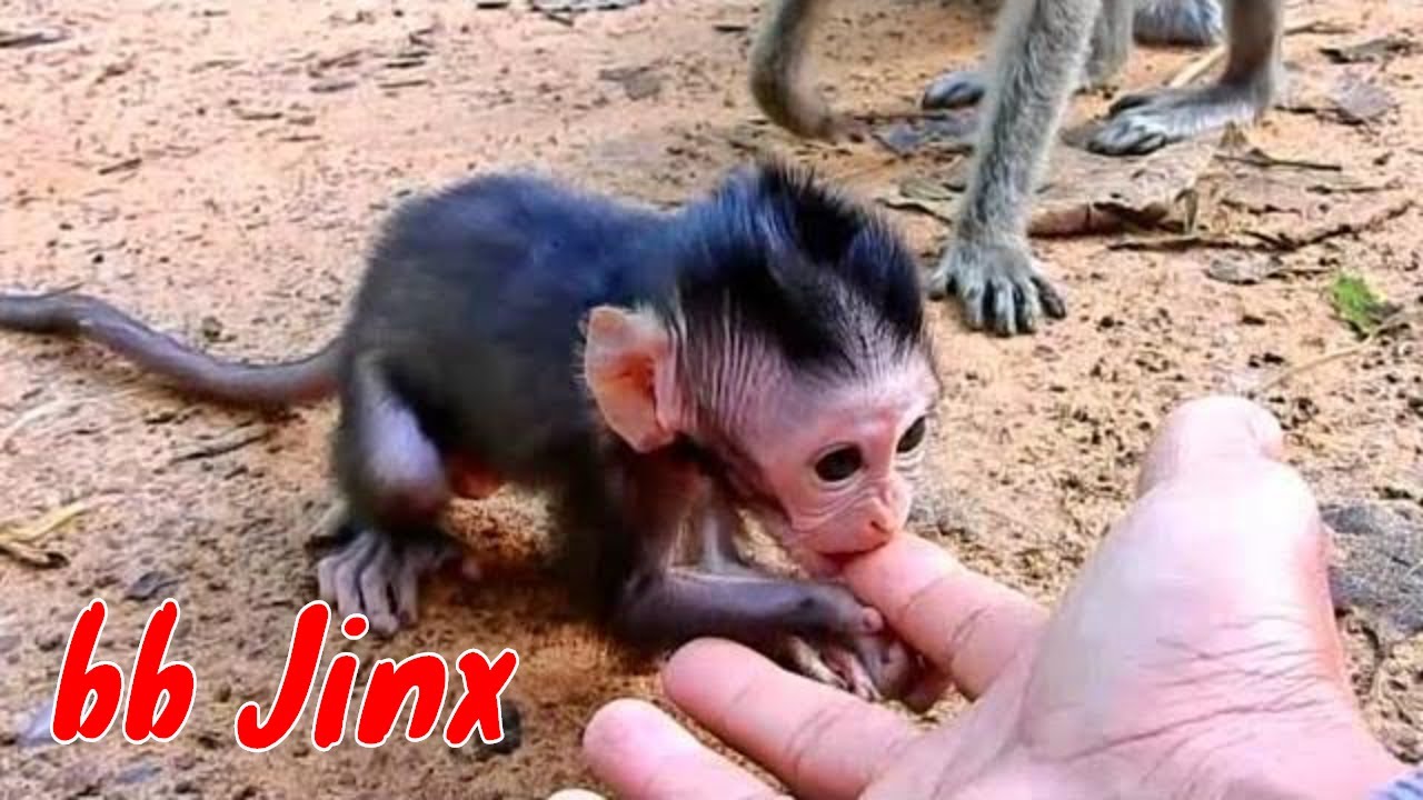 fall in love with baby JINX. JINX welcome me at morning and try bite my ...
