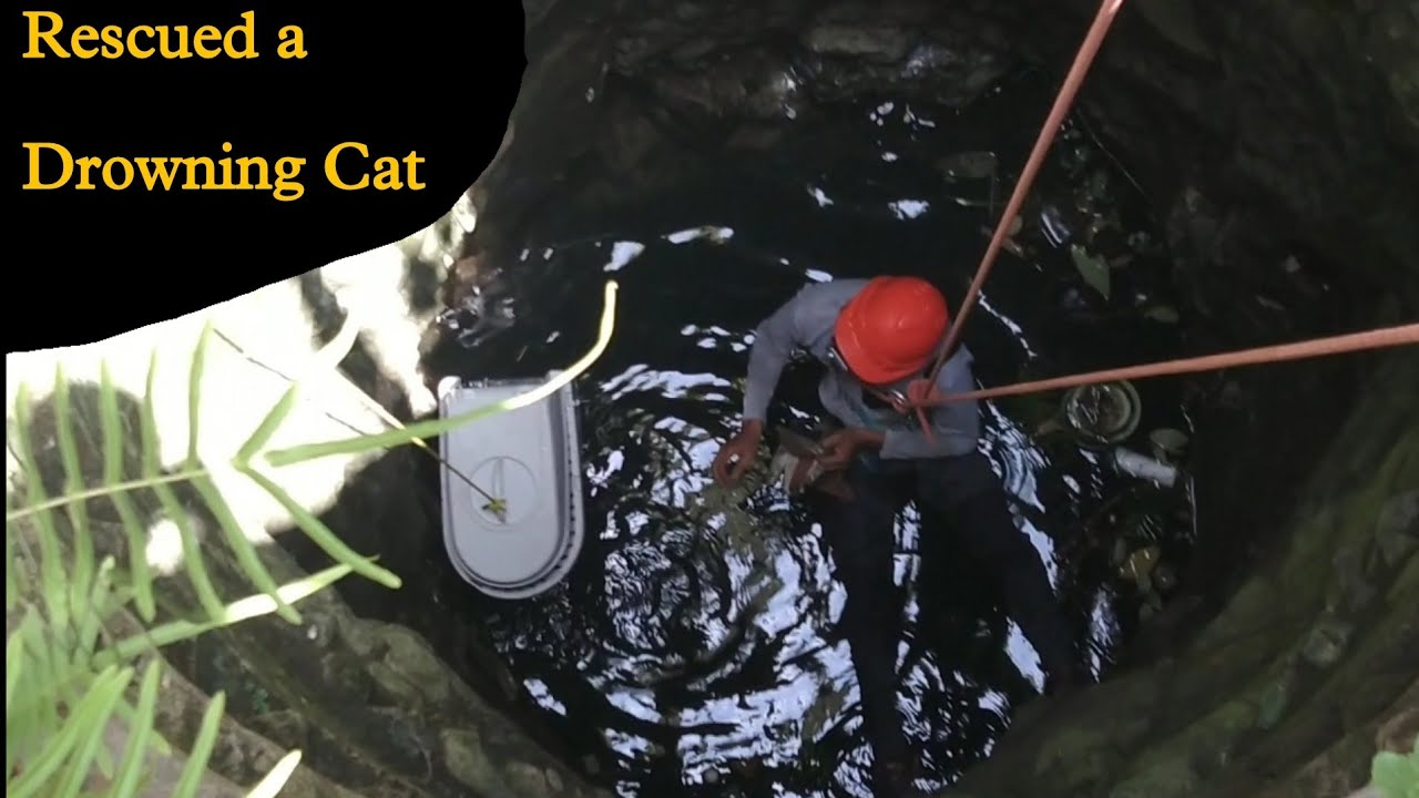 Drowning Cat| Rescued| #team_wasa #amravati #animalrescue #gopro #cat # ...