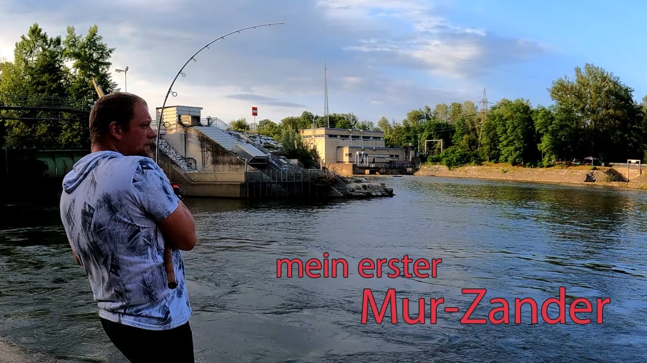 Zander - Livebiss • mein erster Mur-Zander - YouTube