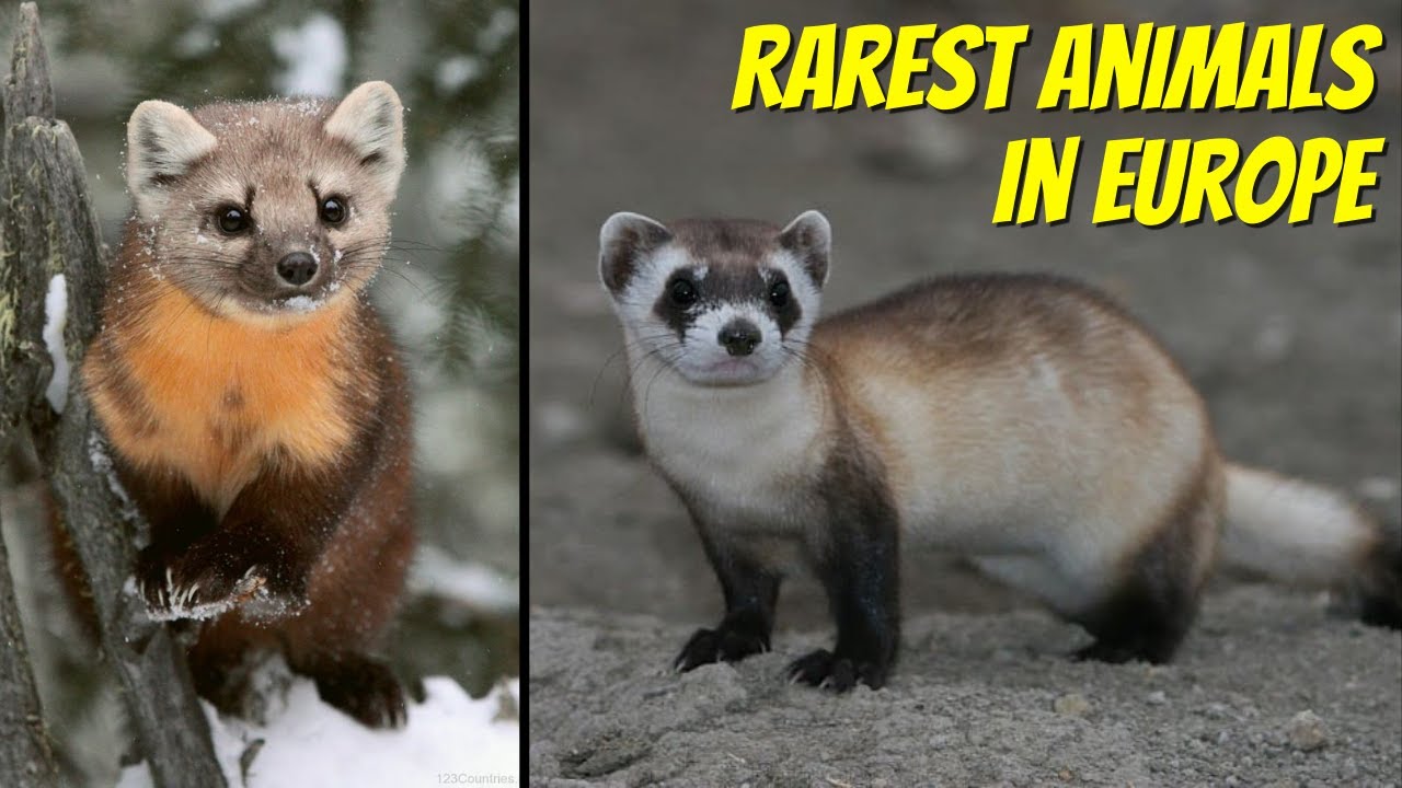 Top 10 Rarest Animal Species in Europe - YouTube