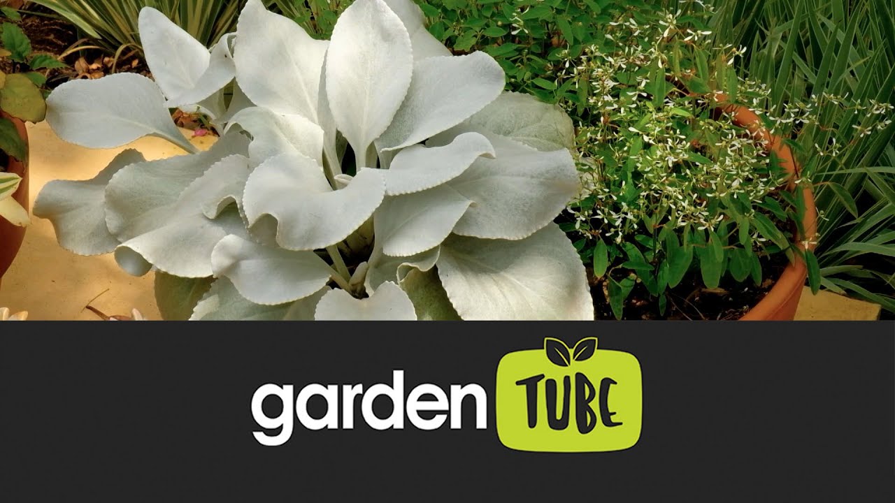 Using grey foliage in your garden - YouTube