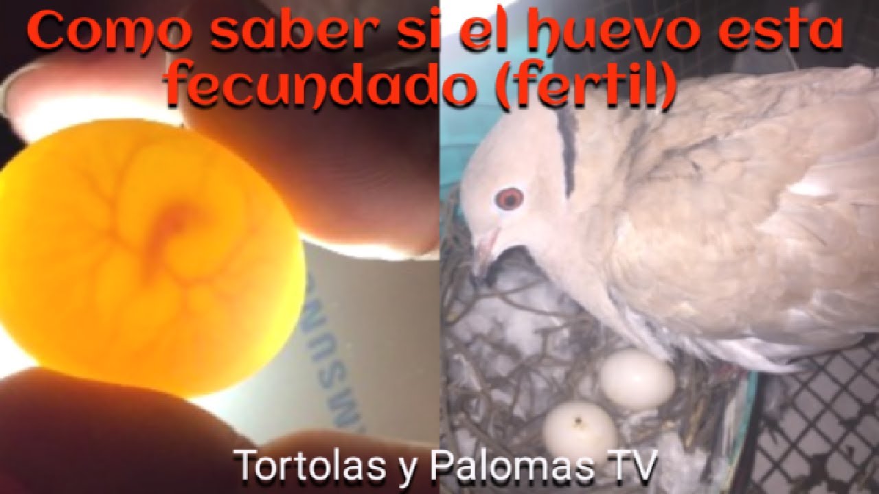 Como saber si el huevo esta fértil de manera super fácil - YouTube