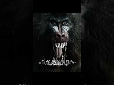 The most terrifying animal humans had to live with #prehistoric #dinopithecus #extinct #ape #baboon