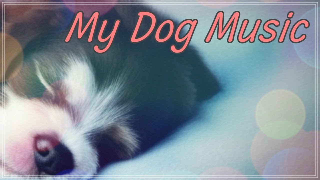 Classical music for dogs you always want to see🎵Puppy favorite music 💖🐶 ...