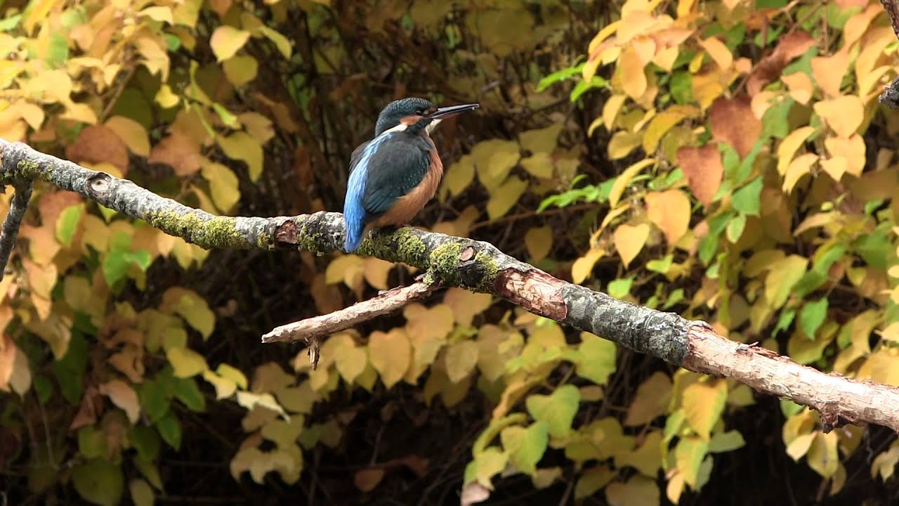 Le repas du Martin Pêcheur( Common Kingfisher) - YouTube