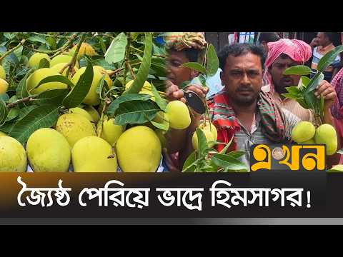 অসময়েও মিলছে খিরসাপাত, মণ ২৫ হাজার টাকা | Himsagar Mango | Mango Cultivation | Chapainawabganj