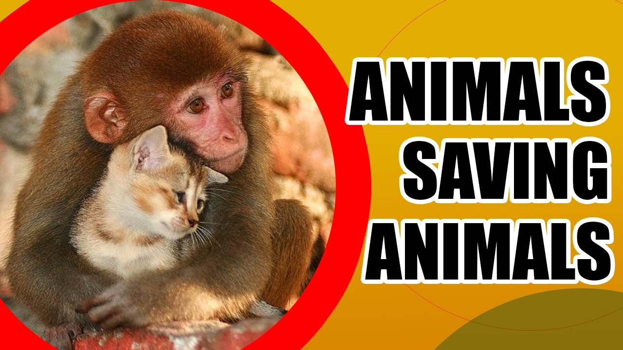 Animals SAVING animals - True stories of the WILD - YouTube