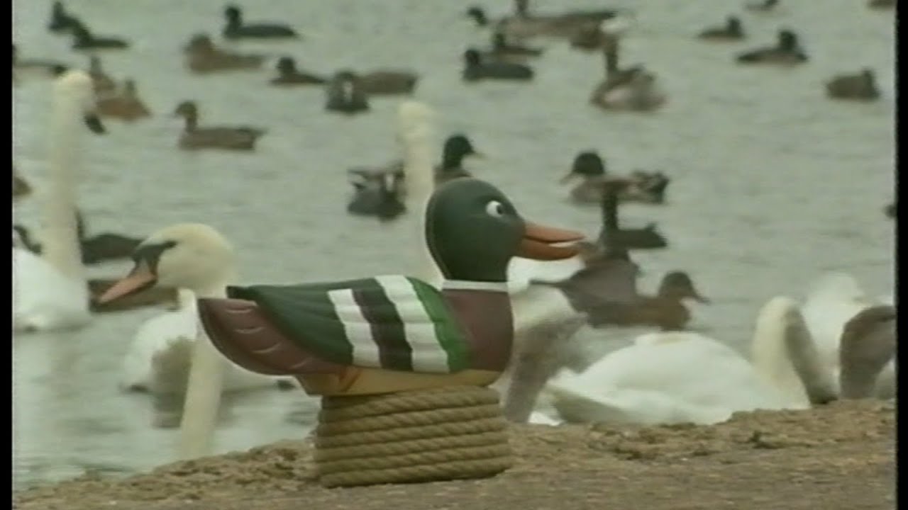 Rosie & Jim - 05x07: Ducks (Neil Brewer | 1997) - YouTube