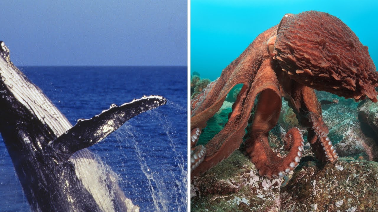 Guess The Whale Shark, Orca, Octopus, Blue Whale, Axolotl, Hermit Crab ...