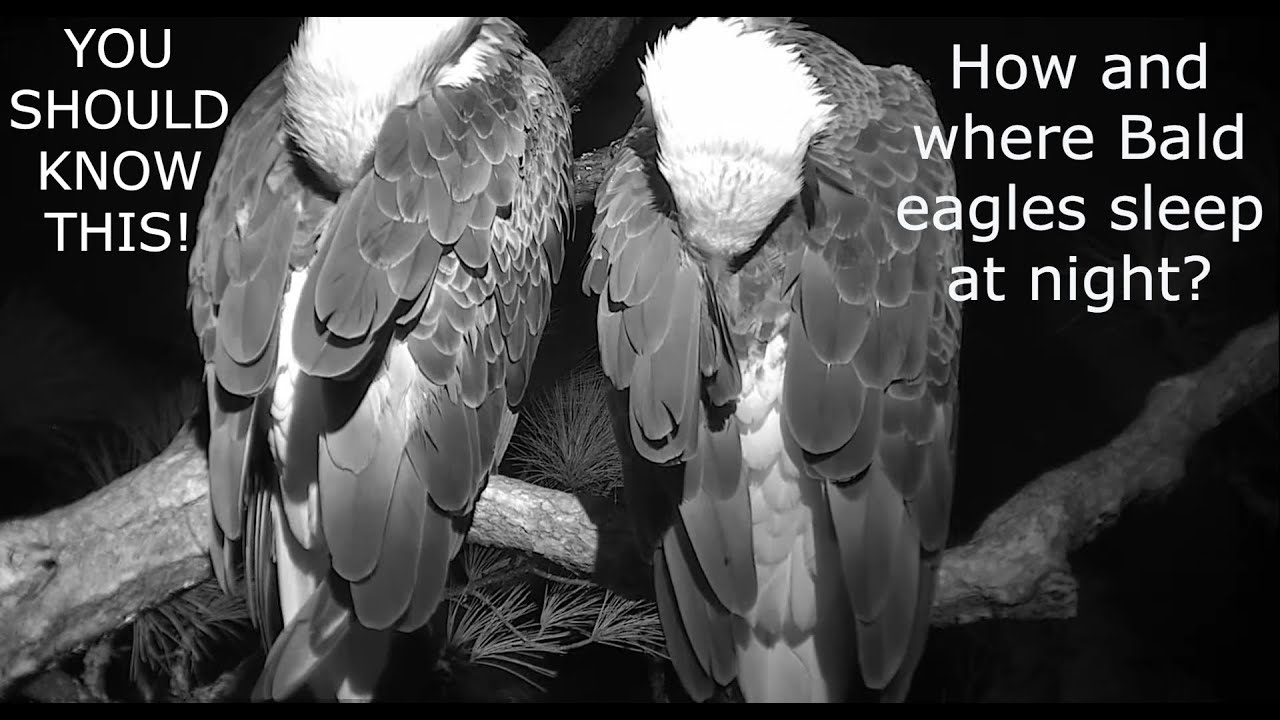 NEFL Eagles /Gabby and Samson sleeping together / How eagles sleep? 30/10/2022 - YouTube