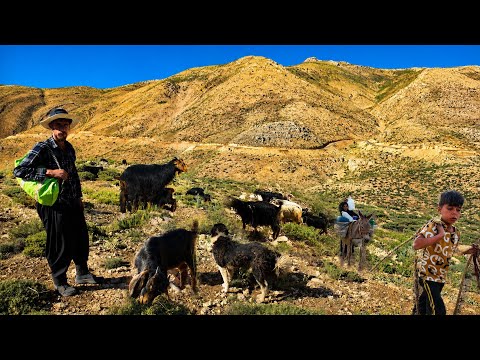 nomadic life in Iran|Herding sheep, fetching water from a spring and a hard day in the mountains 🏔️🐑