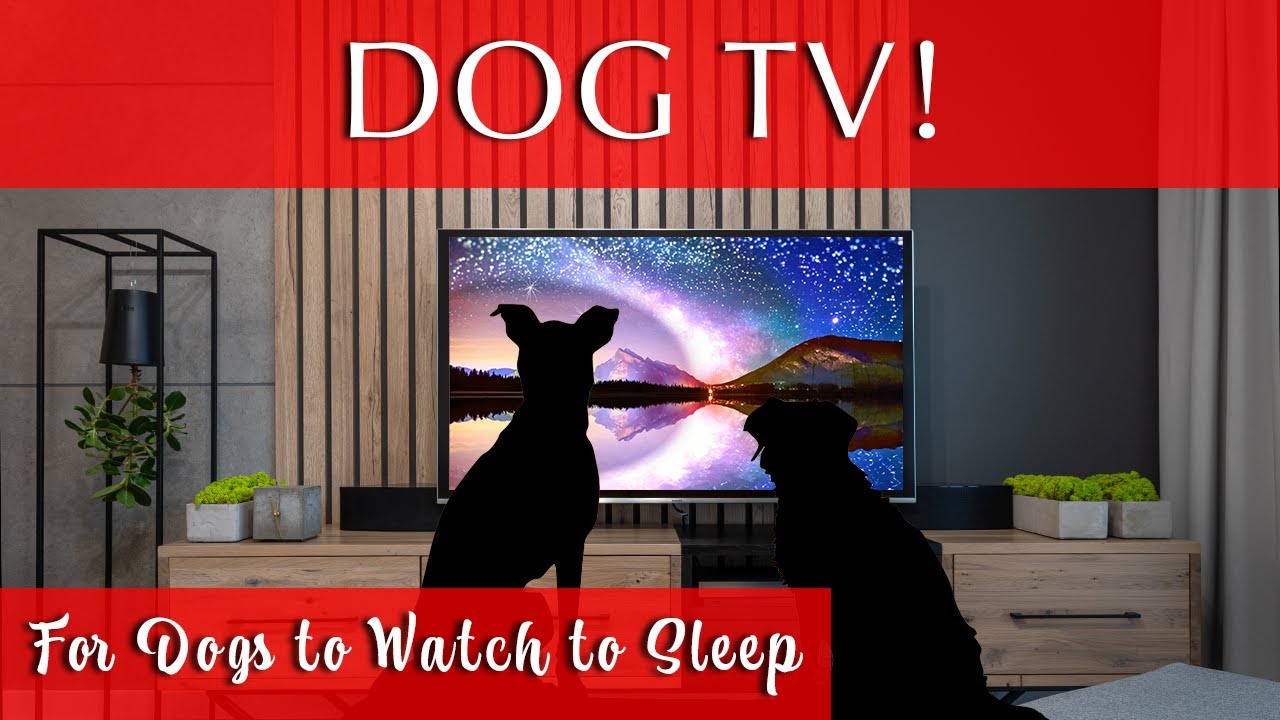 Dog TV for Dogs to Watch to Sleep [Water and Nature Sounds] - YouTube