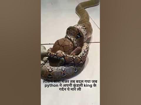 King cobra eating python and python chocked king cobra 😱😰#shorts # ...