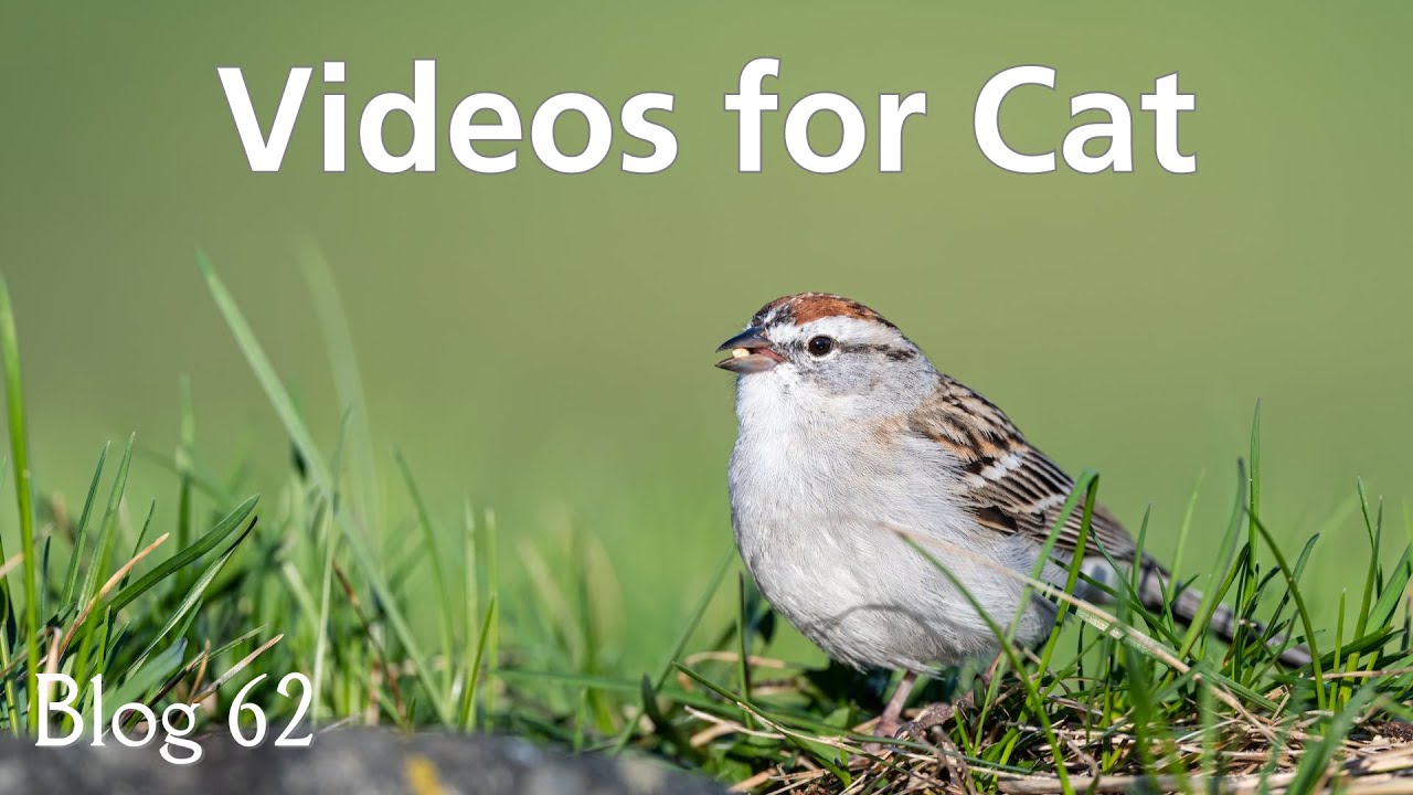 Relax Your Cat TV ~ Enchanting Bird Sounds for Cats ⭐ 10 HOURS ⭐ #62 ...