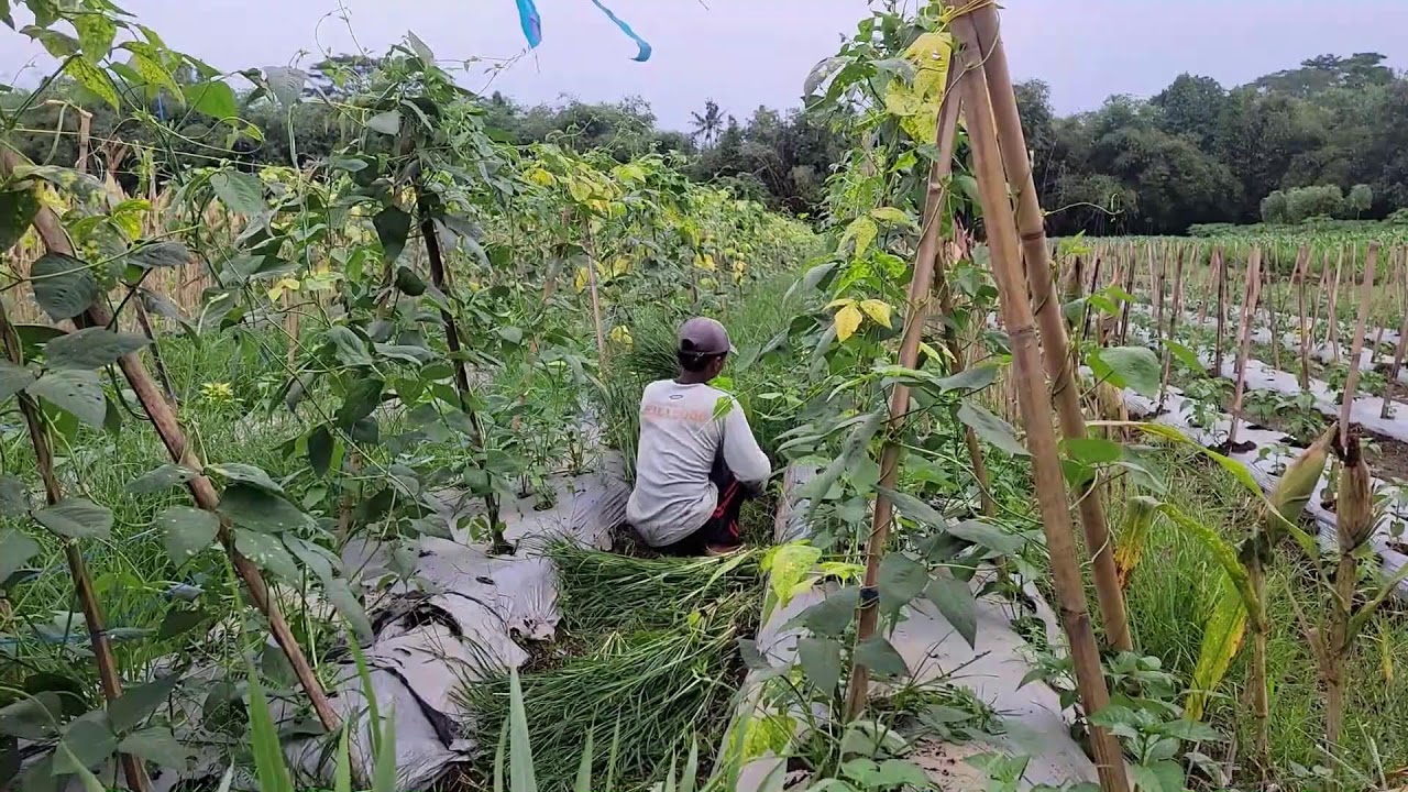 Weed Clearing Satisfaction – From Jungle to Clean Field! - Agriculture Farming - YouTube