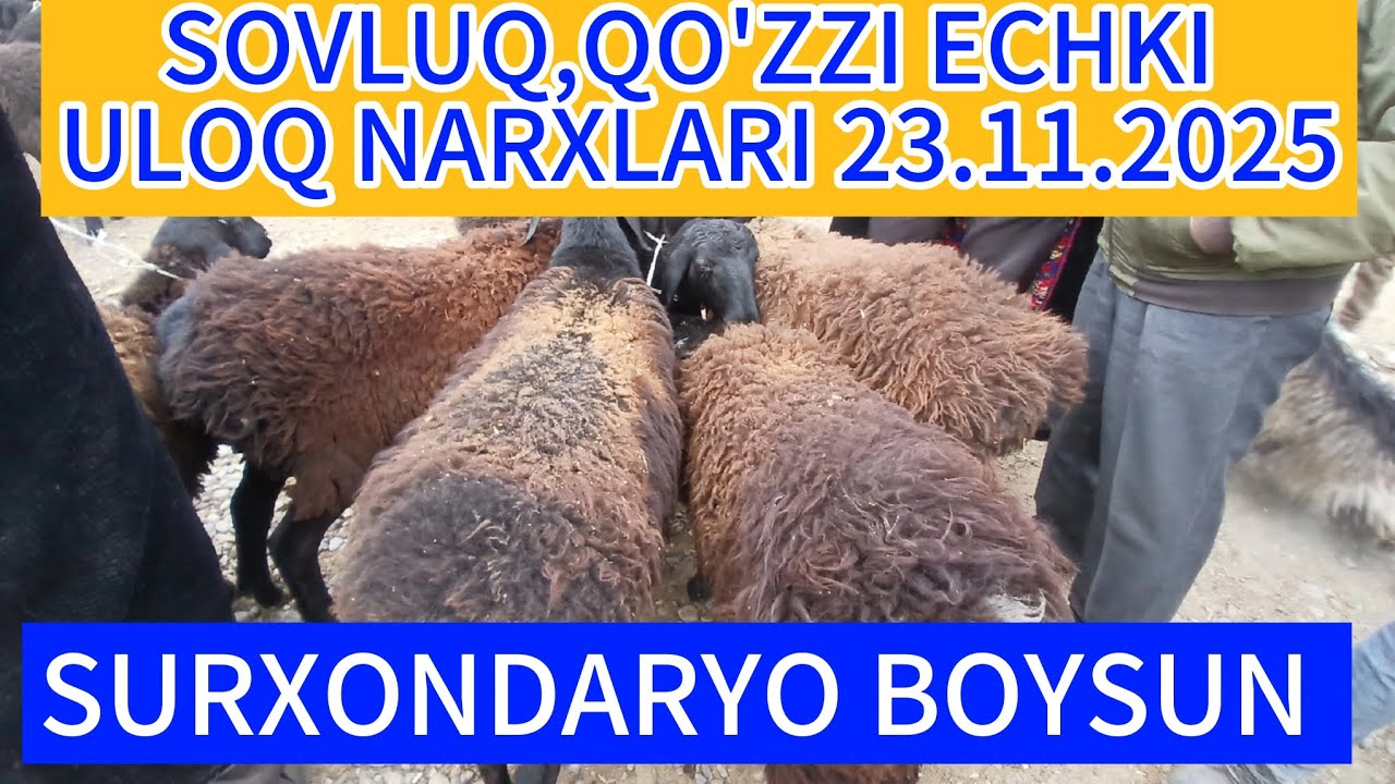 Qo'y qo'zzi echki uloq narxlari 23.11.2025 SURXONDARYO BOYSUN MOL ...