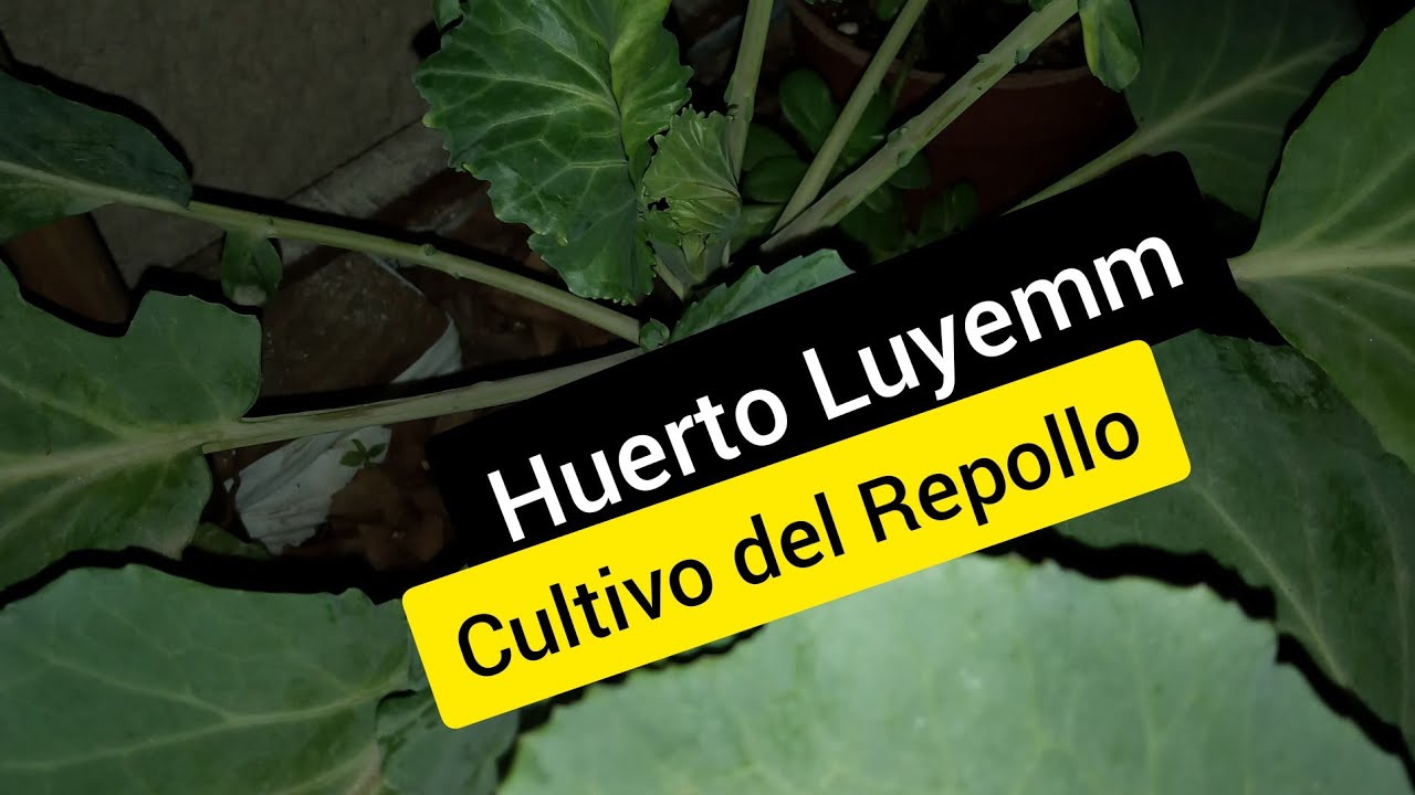 🥬 CULTIVO de REPOLLO O COL ¿COMO CULTIVAR REPOLLO? (PARTE 1/3) - YouTube