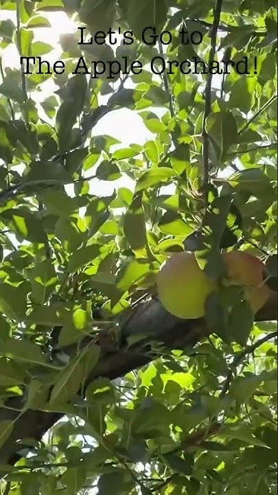 Let's Go to the Apple Orchard!! - YouTube