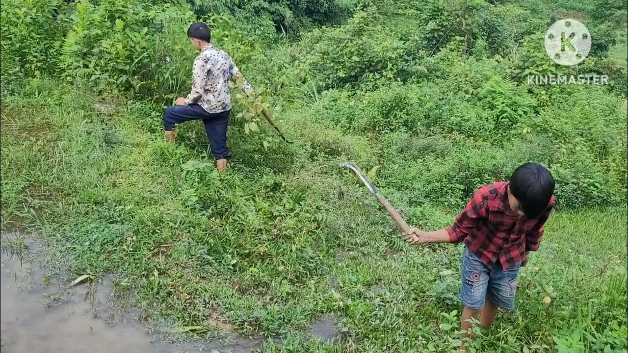 Ba anh em đi nhổ cỏ cho tỏi và nhổ tỏi về làm ăn và phát bờ ruộng - YouTube